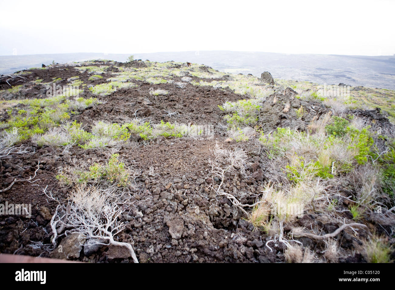 Vegetation at the Hawaii Volcanoes National Park Stock Photo - Alamy
