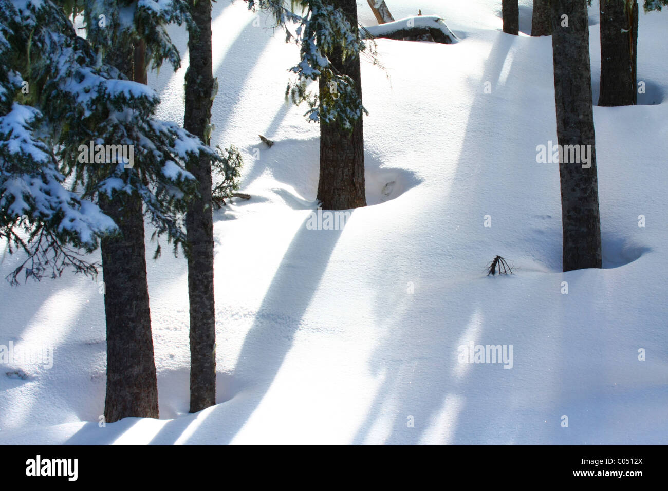 Pine trunks close up in snow hi-res stock photography and images - Alamy