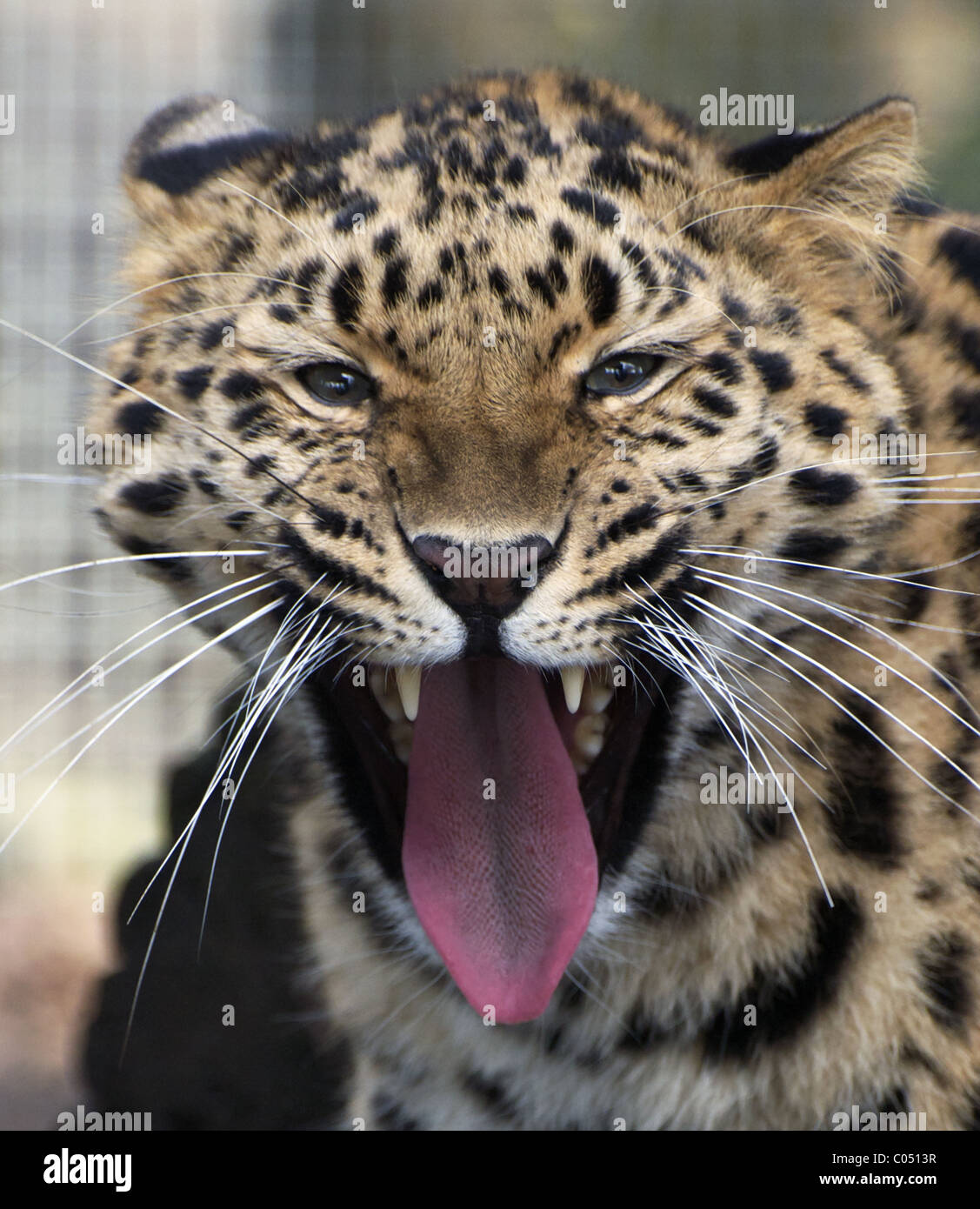 Funny Leopard Hd Not That Elegant, Leopard, Cute, Nice, Wild, Face,