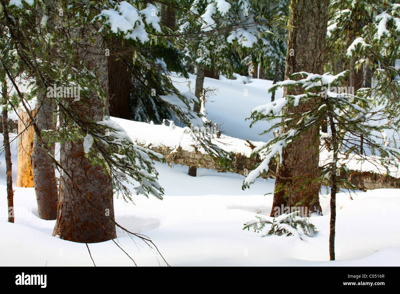 Dead tree in snow usa hi-res stock photography and images - Alamy