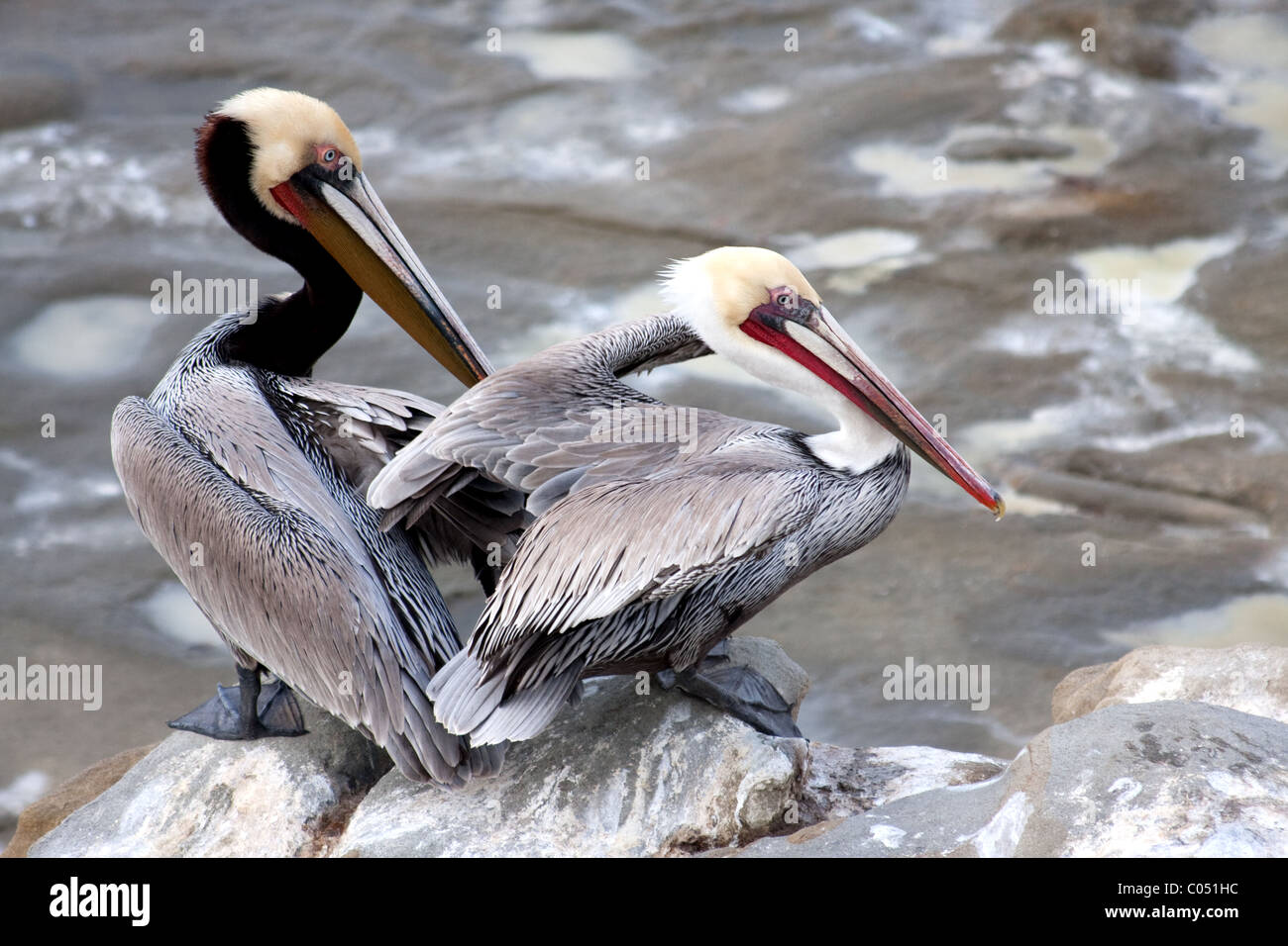Pelicans pouch hi-res stock photography and images - Alamy