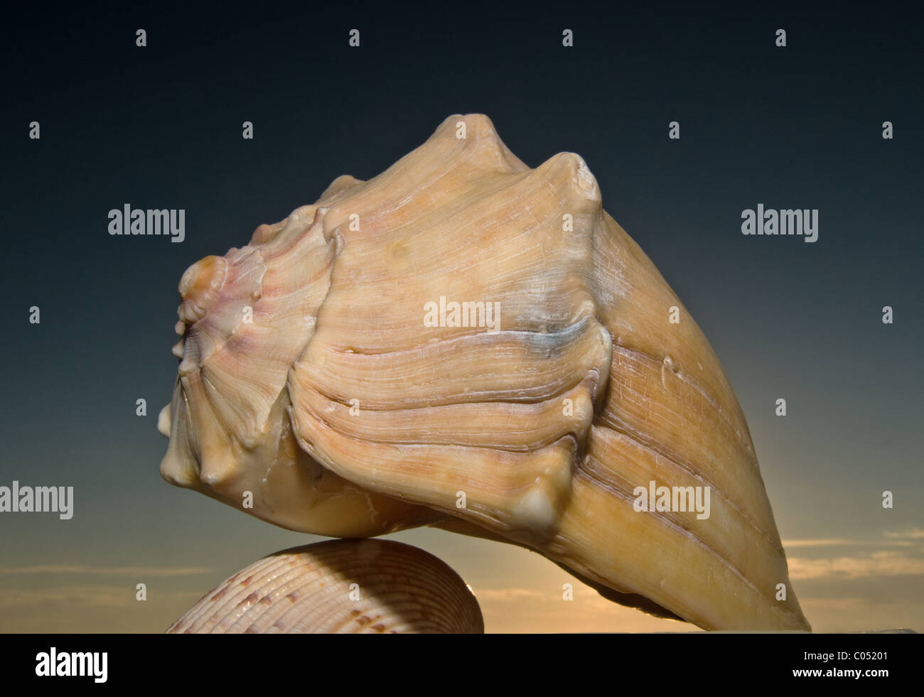 Lightning Whelk seashell Stock Photo - Alamy