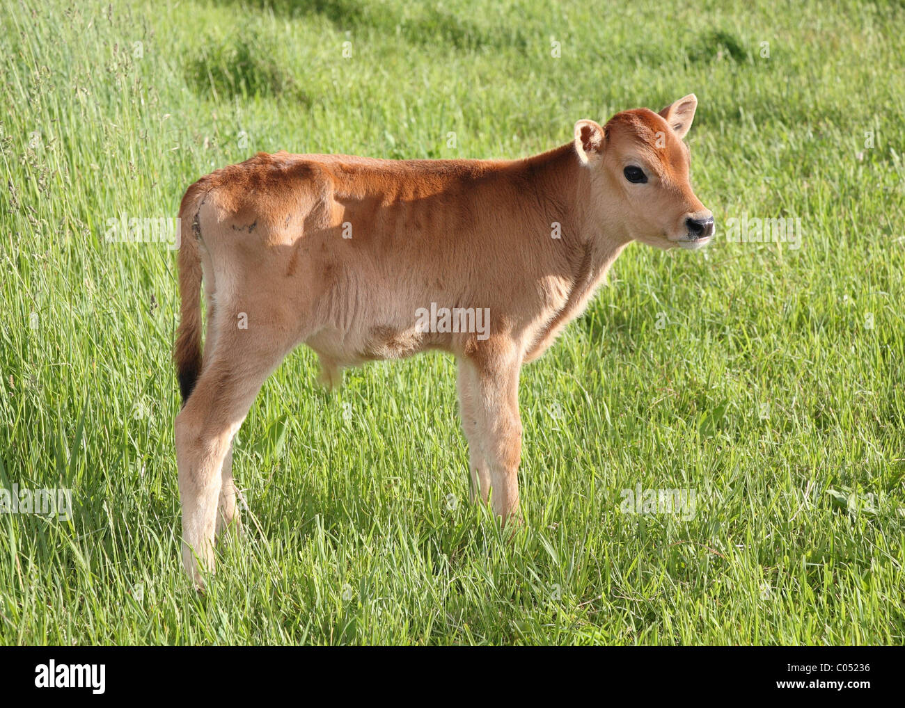 pretty little calf standing alone in green pasture Stock Photo - Alamy