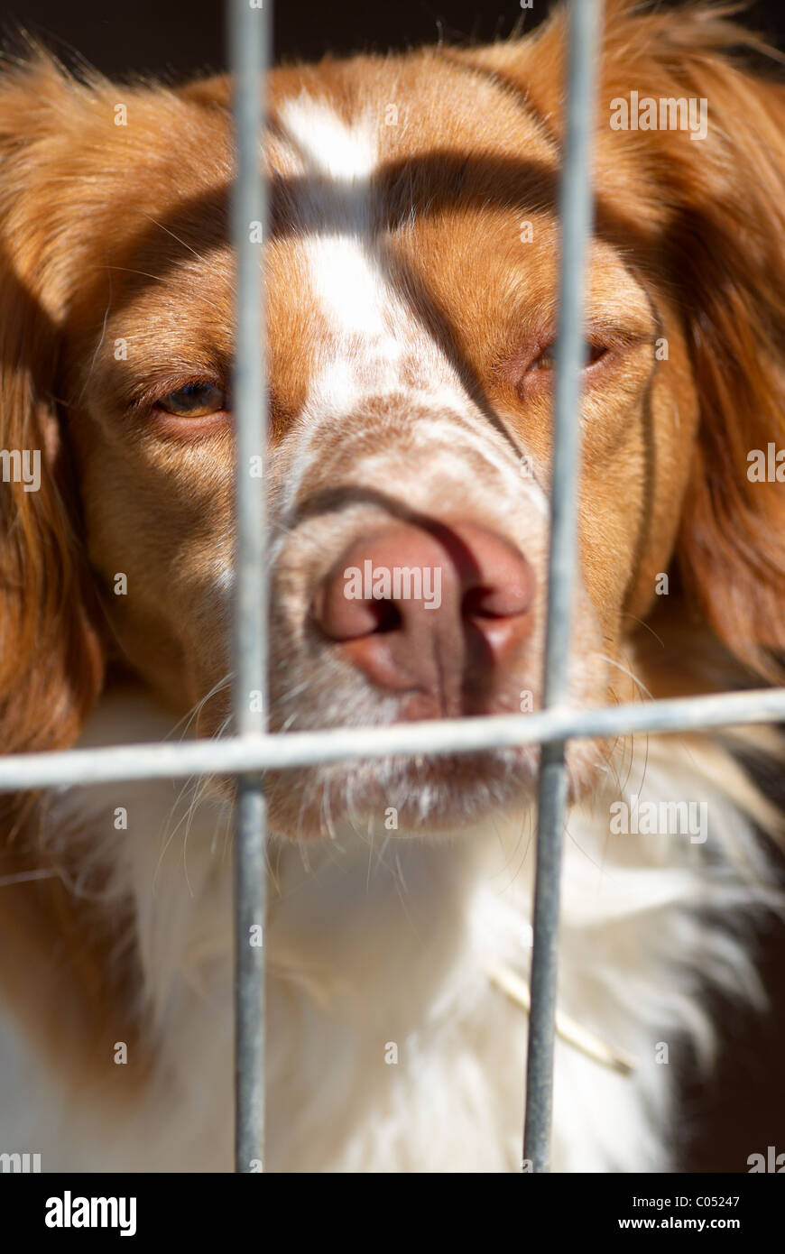 Dog with a sad expression inside its cage Stock Photo - Alamy