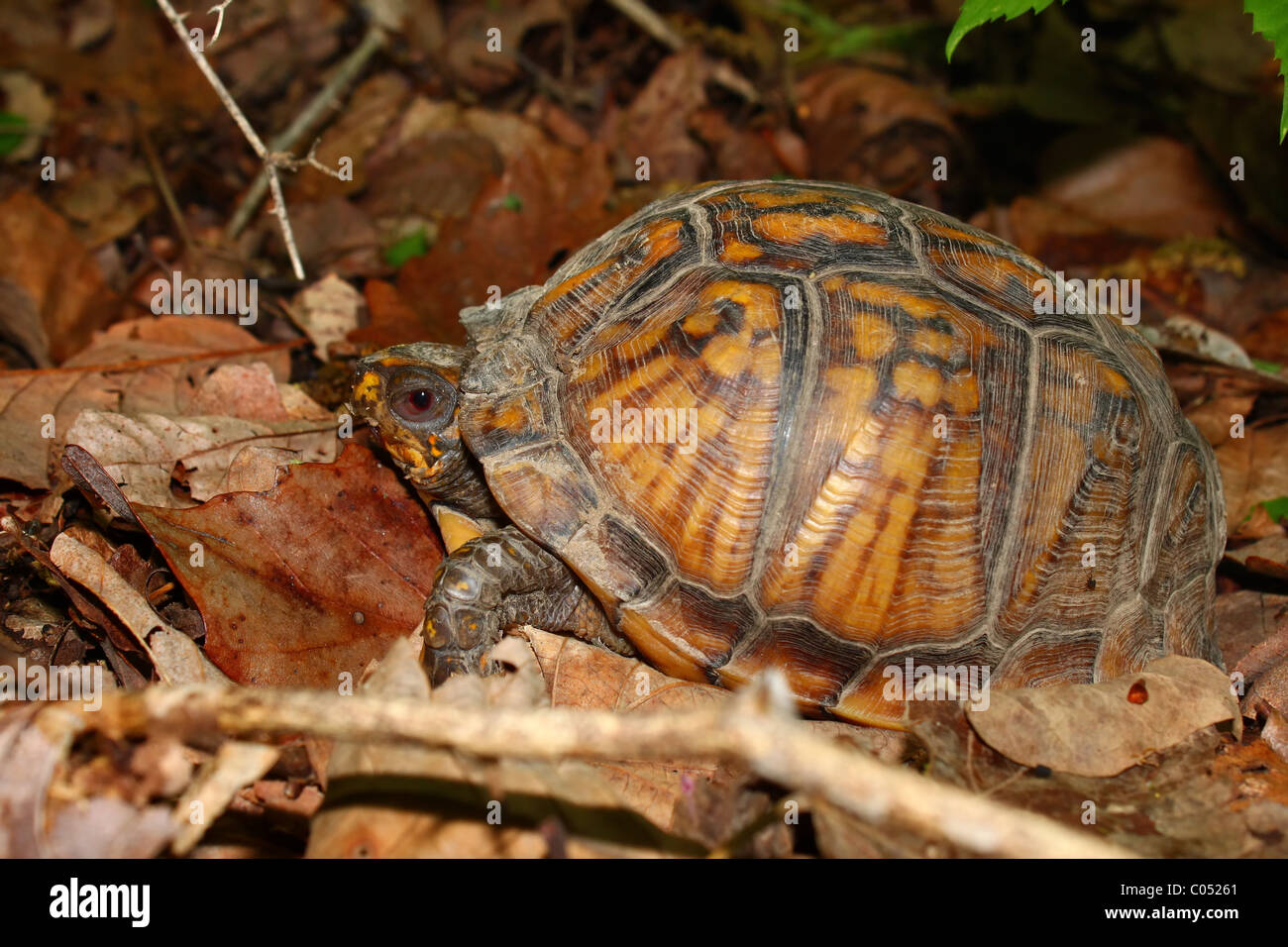 Box Turtle (Terrapene carolina Stock Photo - Alamy
