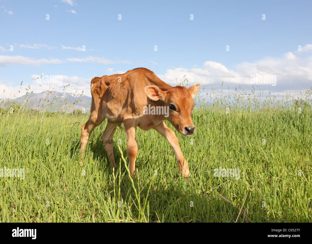 Walking calf hi-res stock photography and images - Alamy