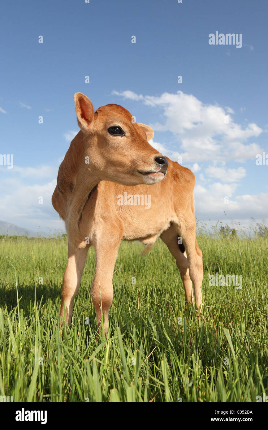 Close sky hi-res stock photography and images - Alamy