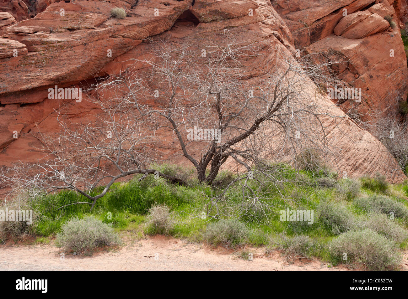 The silvery branches of a dormant tree contrast with new spring grass ...