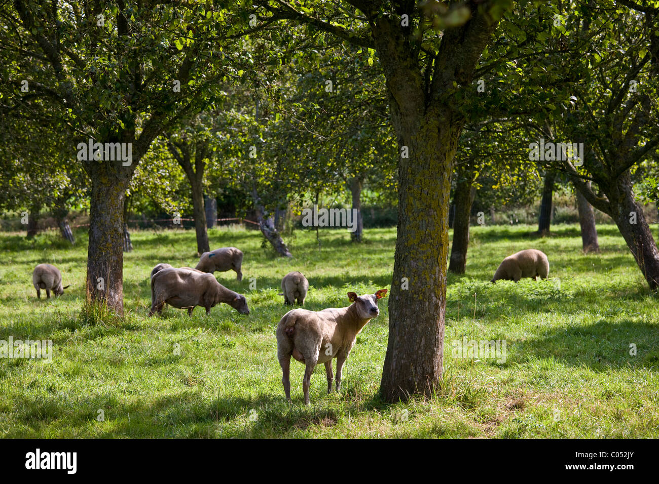 French sheep flock in an apple orchard at Trelly in Normandy, France ...