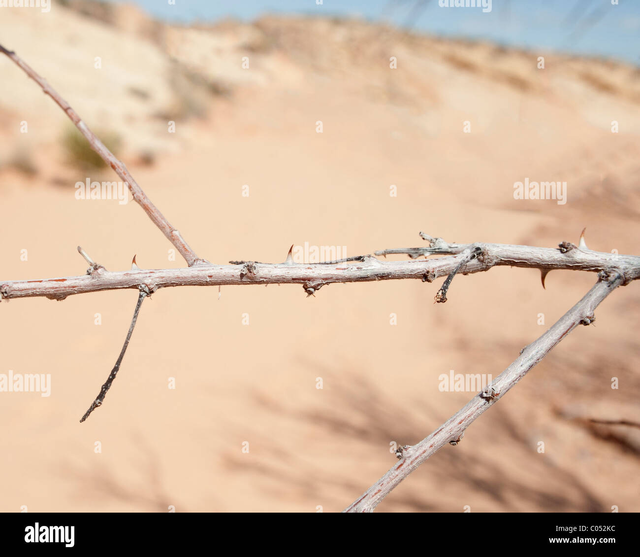 Claw of cat hi-res stock photography and images - Alamy