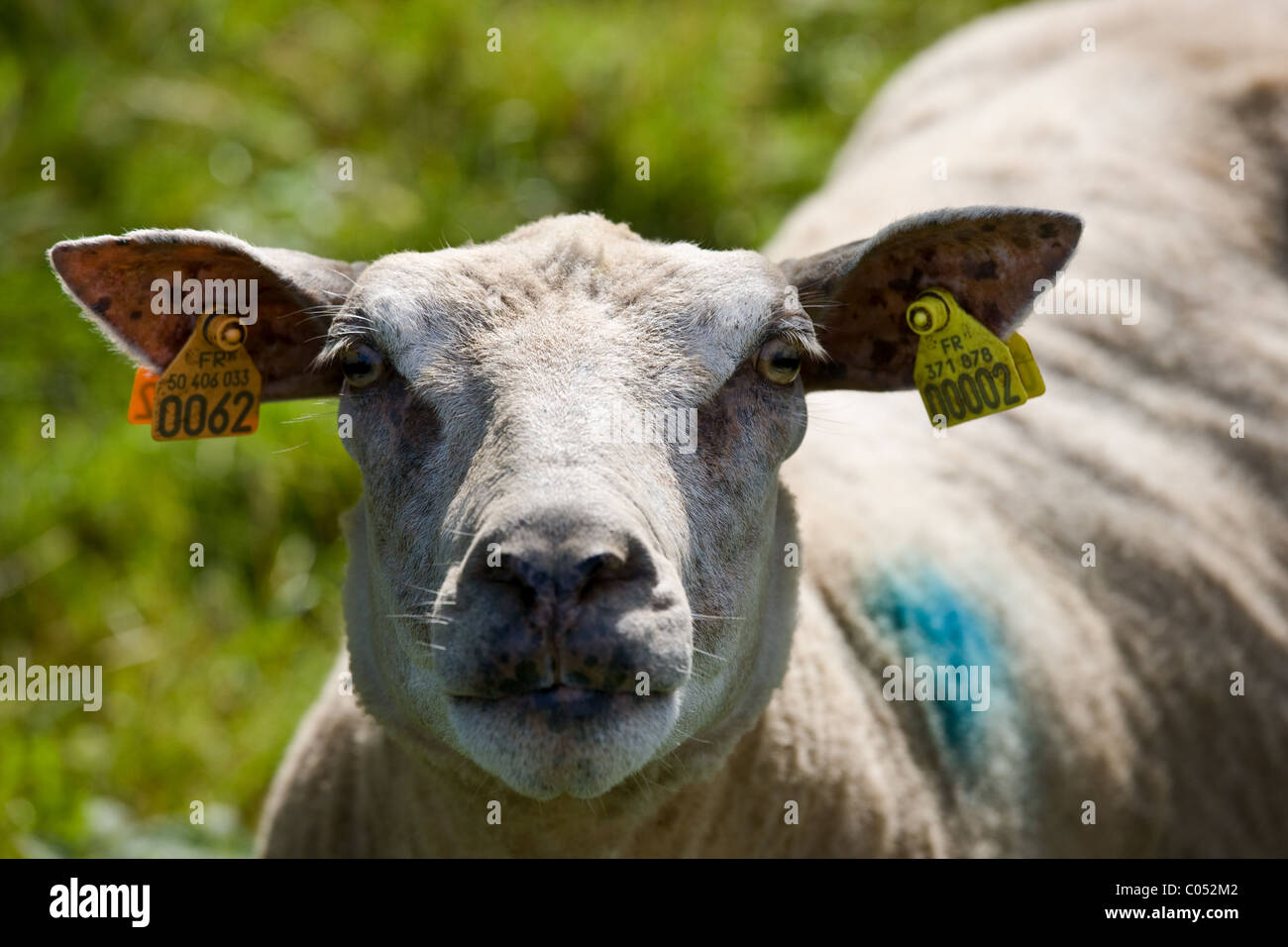 French sheep hi-res stock photography and images - Alamy
