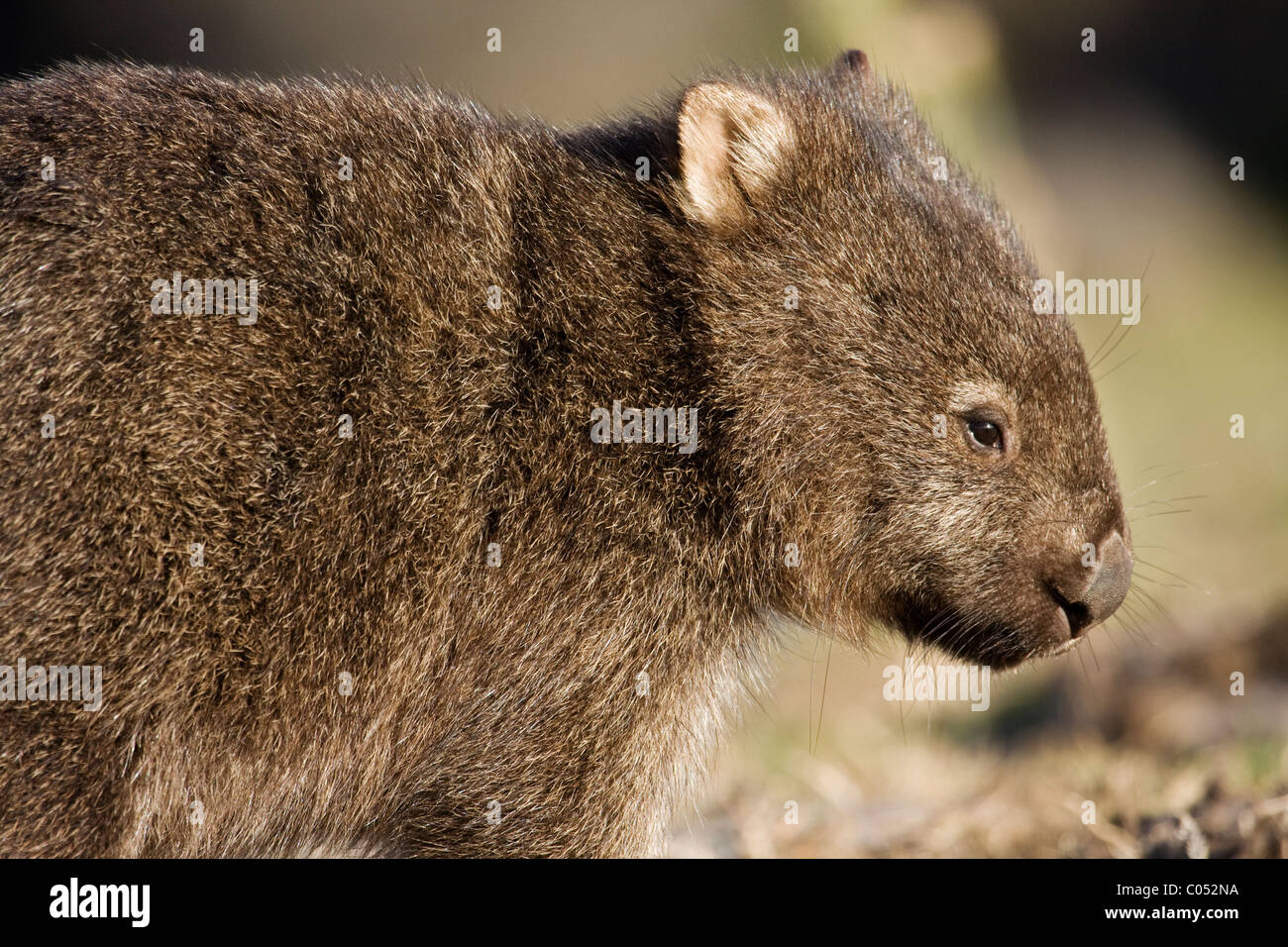 Tasmanian wombat hi-res stock photography and images - Alamy