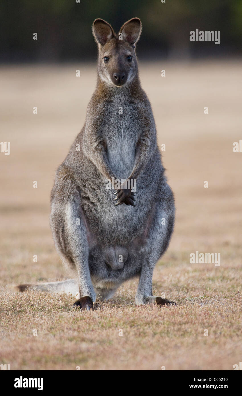 Macropodoidea hi-res stock photography and images - Alamy