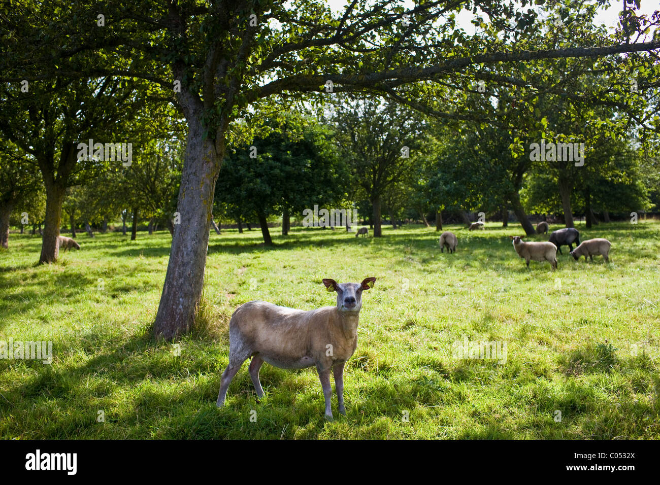 French sheep in an apple orchard at Trelly in Normandy, France Stock ...