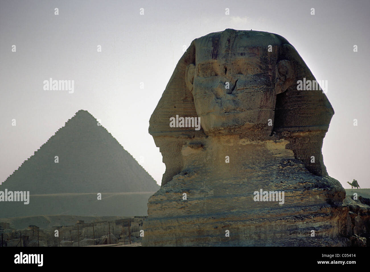Egyptian sphynx cat hi-res stock photography and images - Alamy