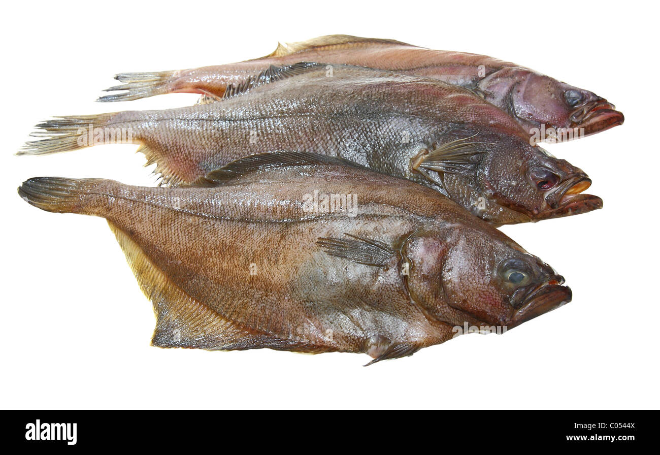 Four fresh flounder fishes on white background Stock Photo - Alamy