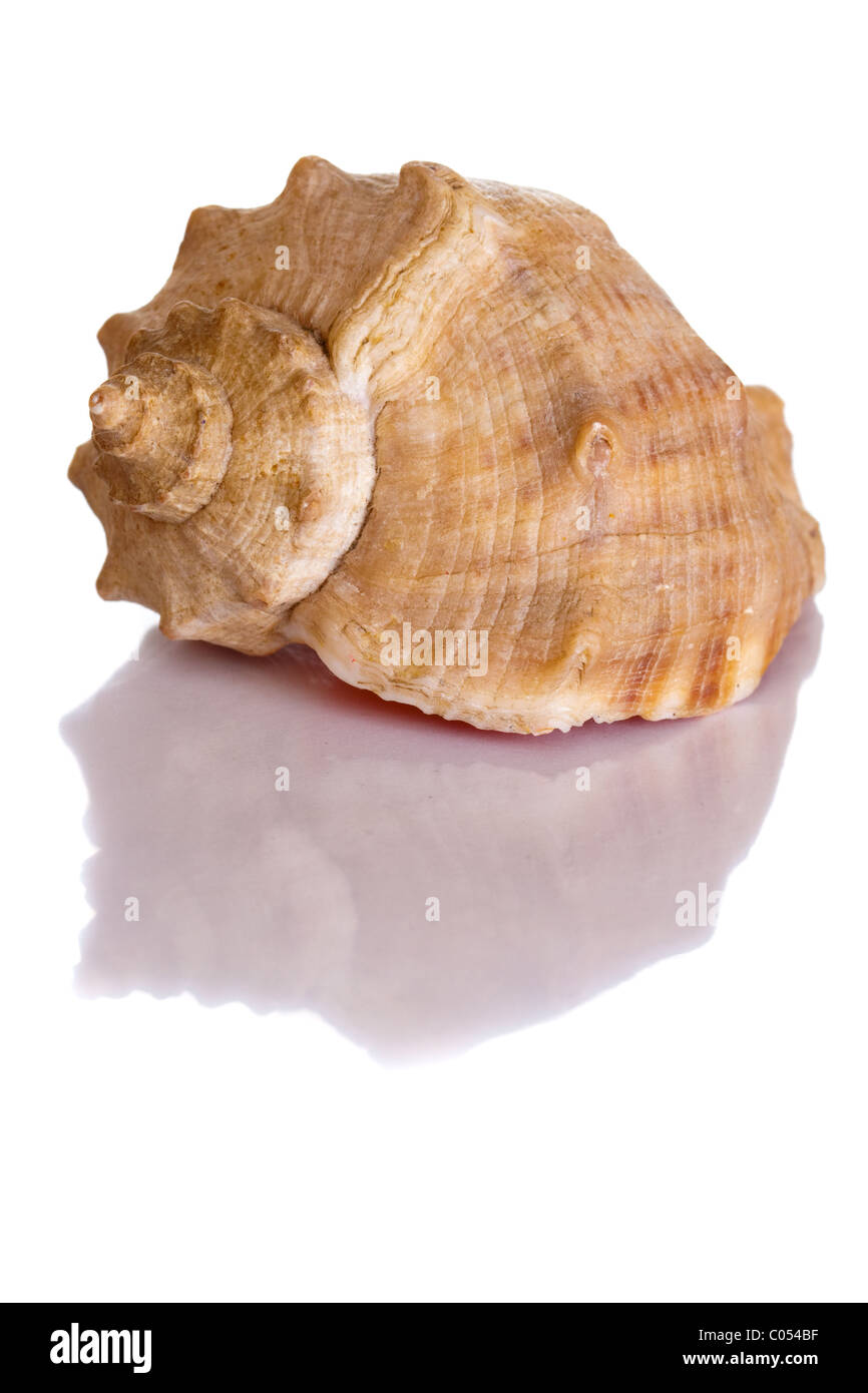 Scallop underwater shell hi-res stock photography and images - Alamy