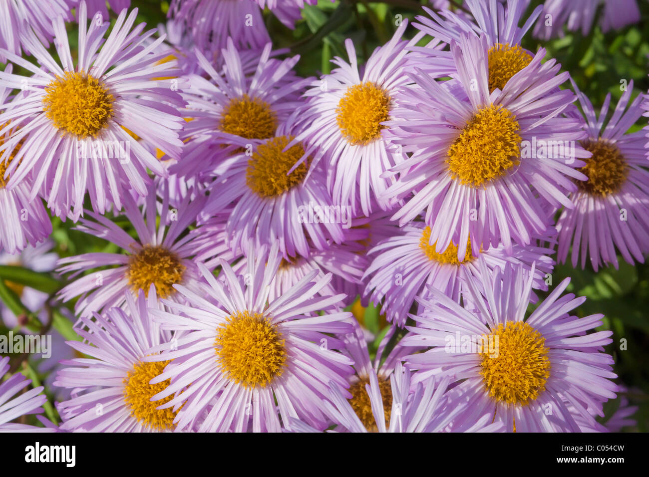 Background of little flowers Stock Photo - Alamy