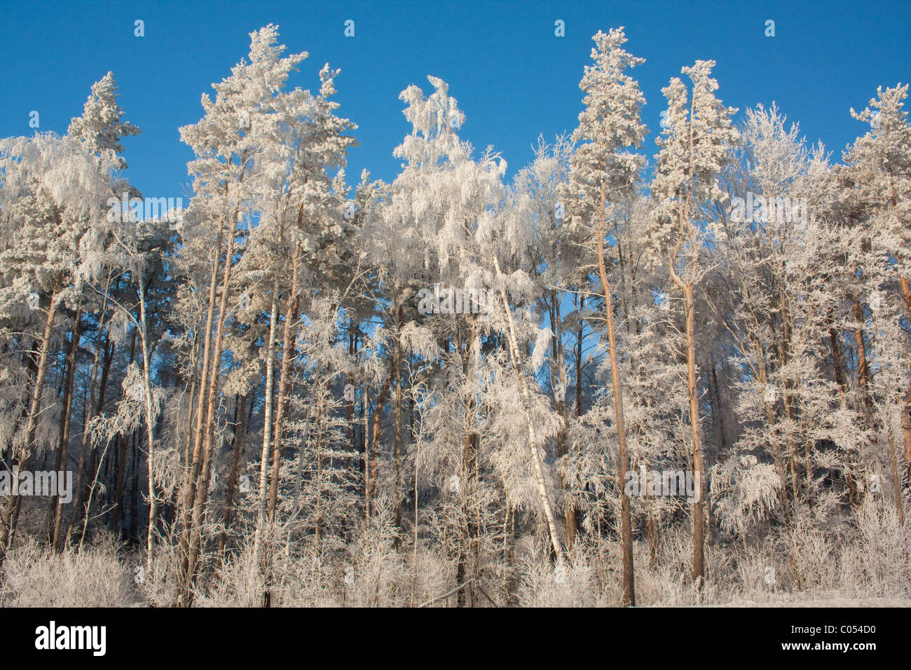 Tree trees winter firs hi-res stock photography and images - Alamy