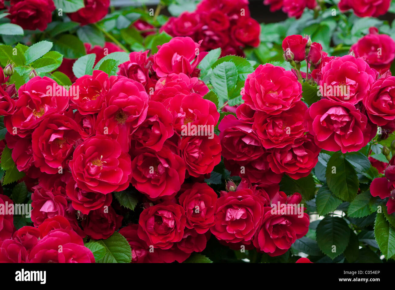 Red rose background close up in nature Stock Photo - Alamy