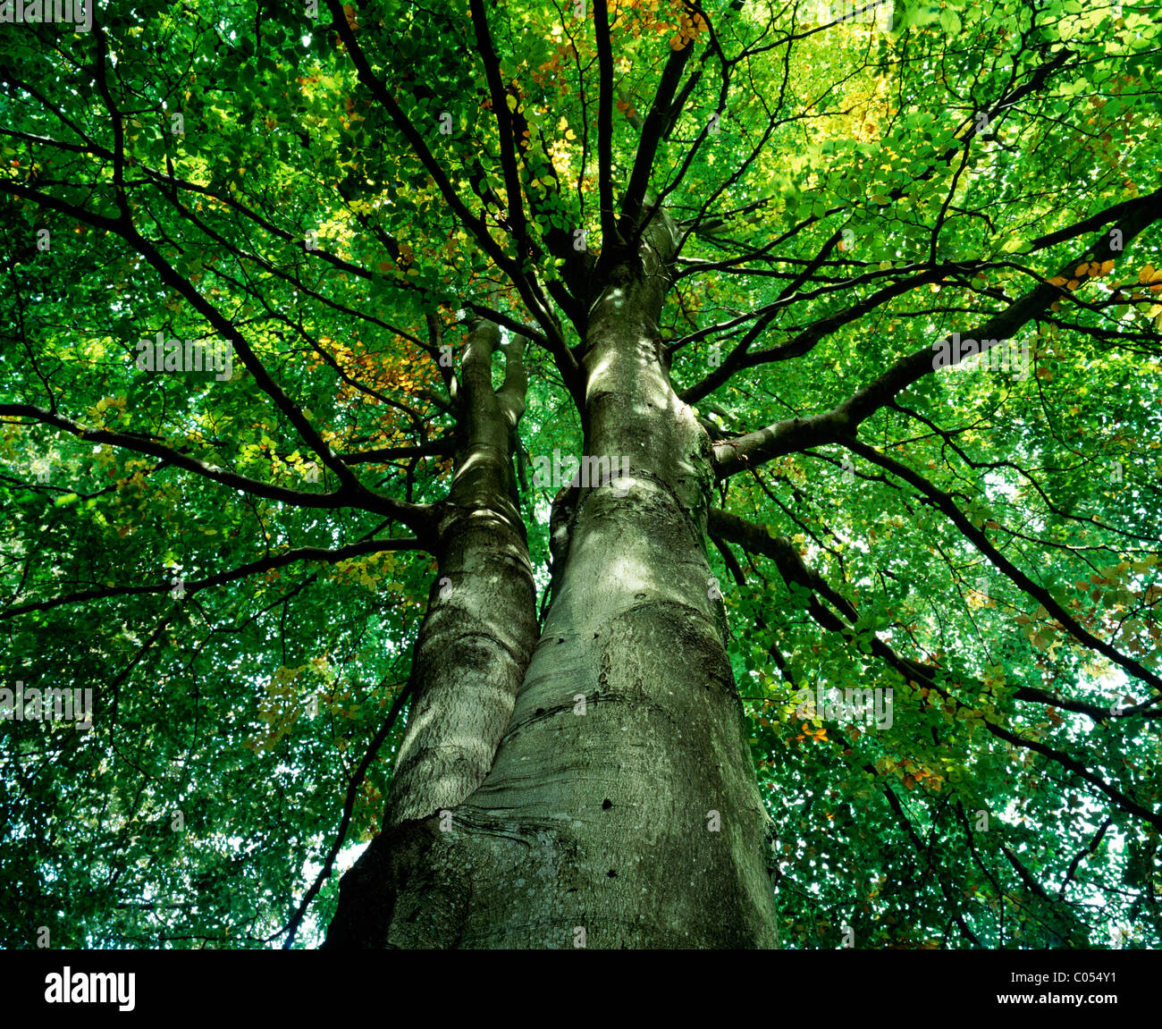 The trunk and spreading canopy of a beech tree in woodland in Wiltshire ...