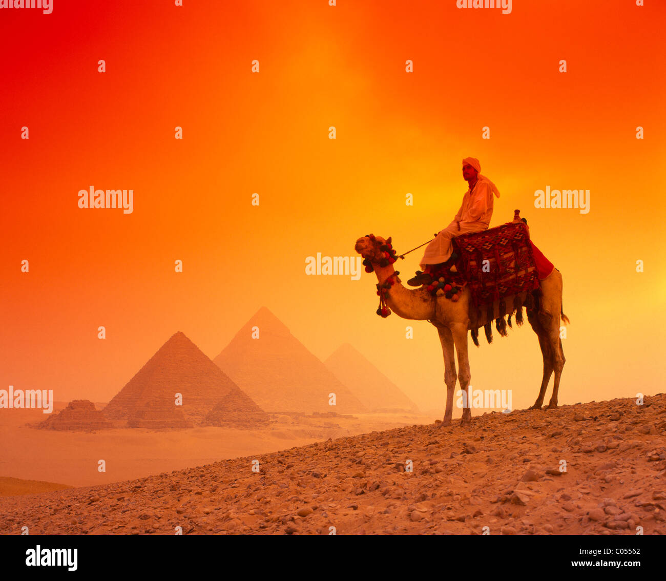 Egypt, Giza, Pyrmaids and camel plus bedouin Tribesman Stock Photo - Alamy
