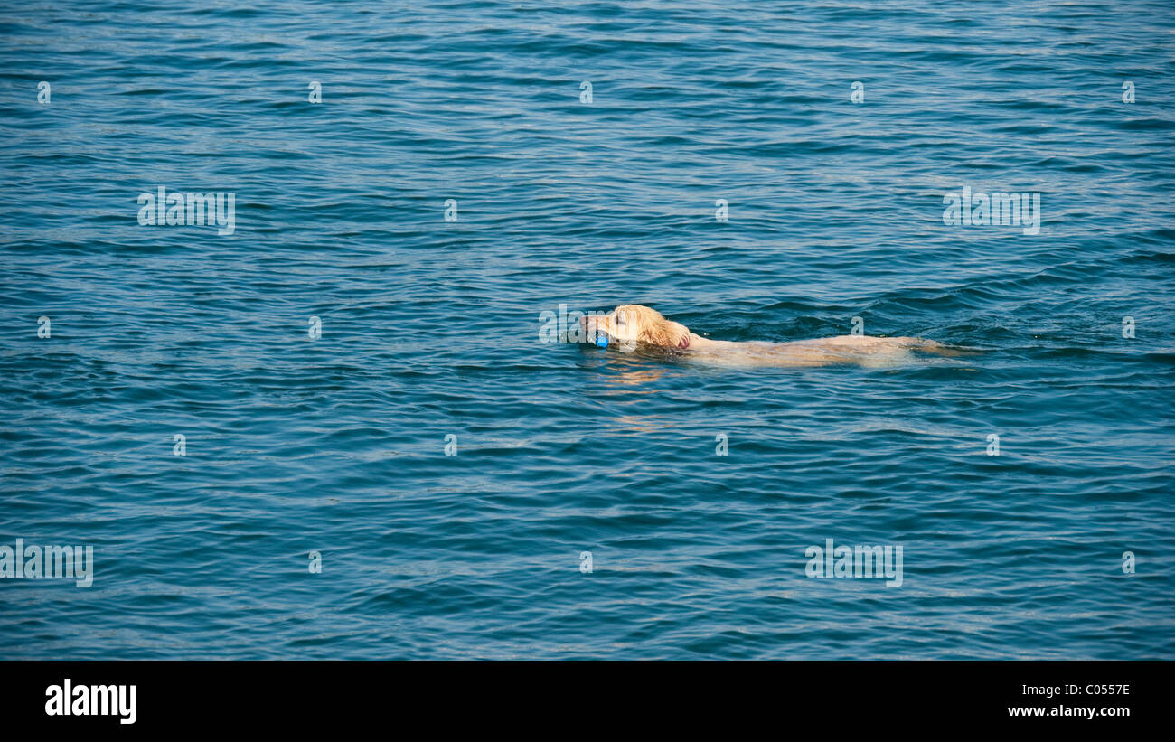 Dog swimming in sea with toy in mouth - Animal - Nature - Playing Stock ...
