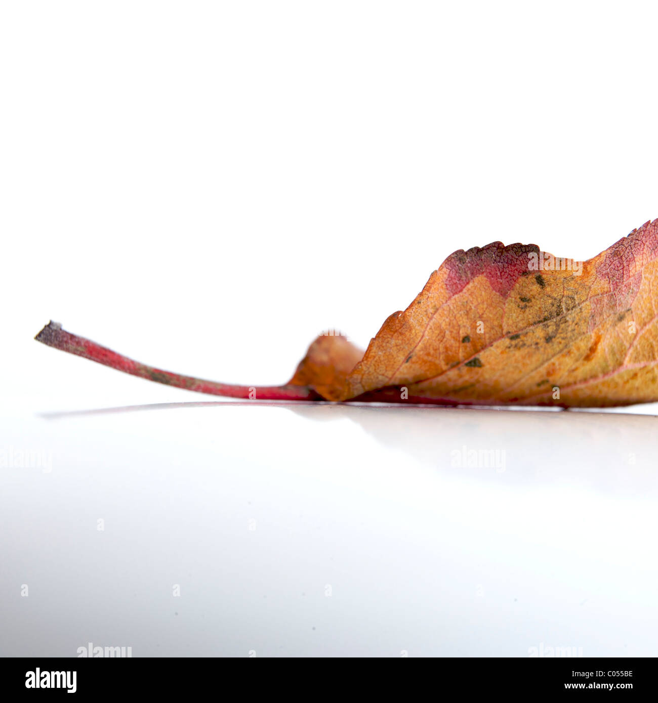 Individual leaf details hi-res stock photography and images - Alamy