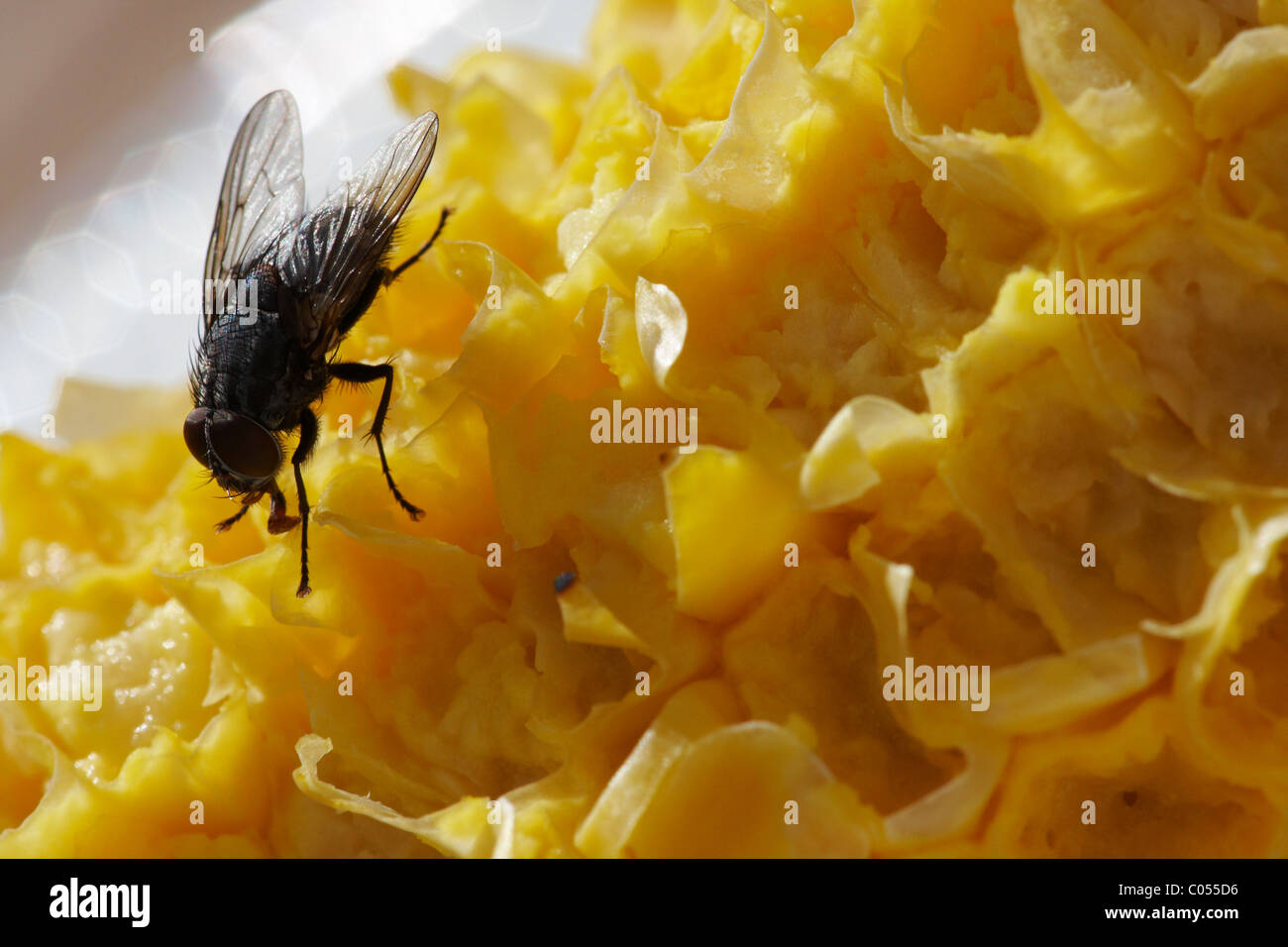 Fly feeding on remnants of cooked corn on the cob in summer Stock Photo ...