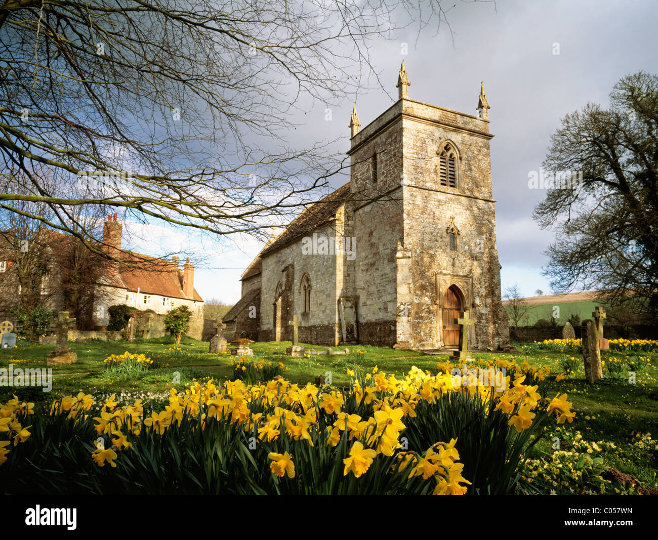 Daffodils growing in the churchyard at St Michael the Archangel Church ...