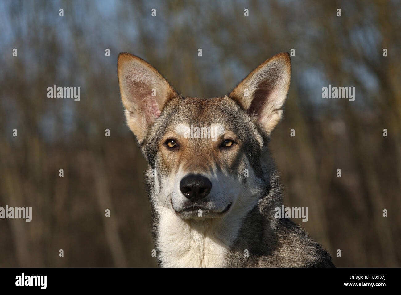Saarloos wolfhound hi-res stock photography and images - Alamy