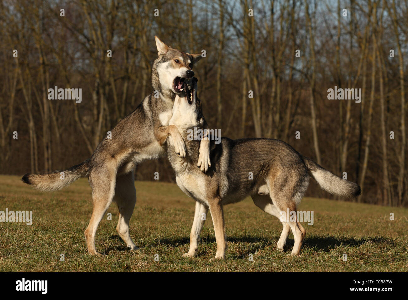 Saarloos wolfhounds hi-res stock photography and images - Alamy