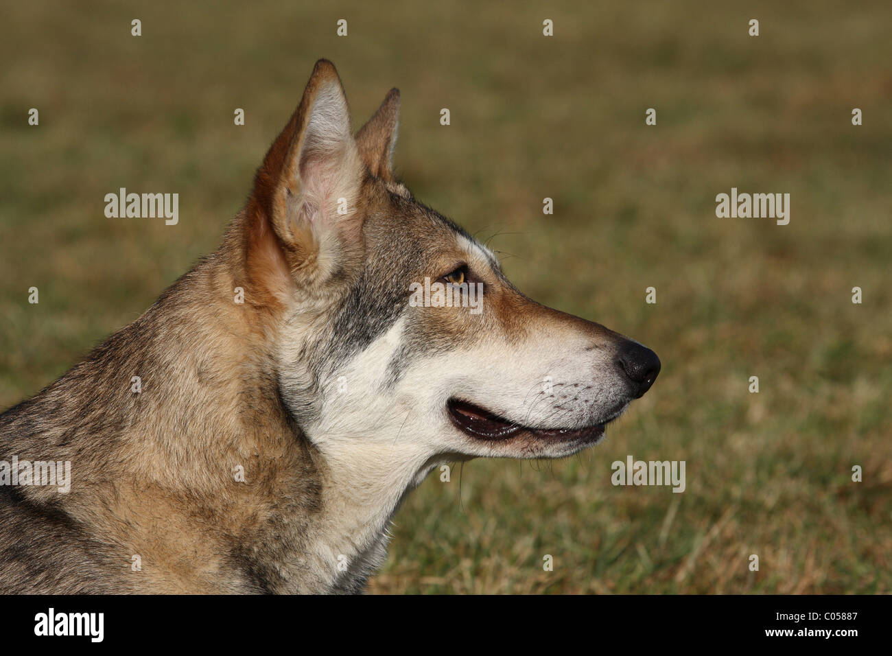 Saarloos wolfhounds hi-res stock photography and images - Alamy