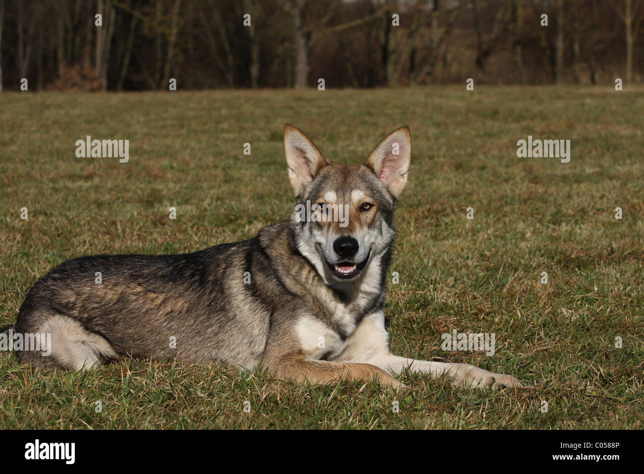 Saarloos wolfhounds hi-res stock photography and images - Alamy