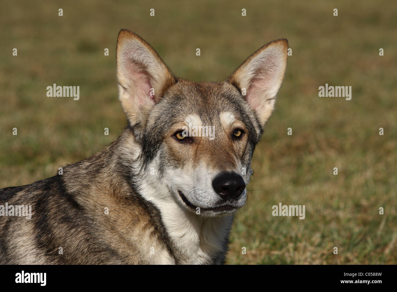 Saarloos wolfhounds hi-res stock photography and images - Alamy