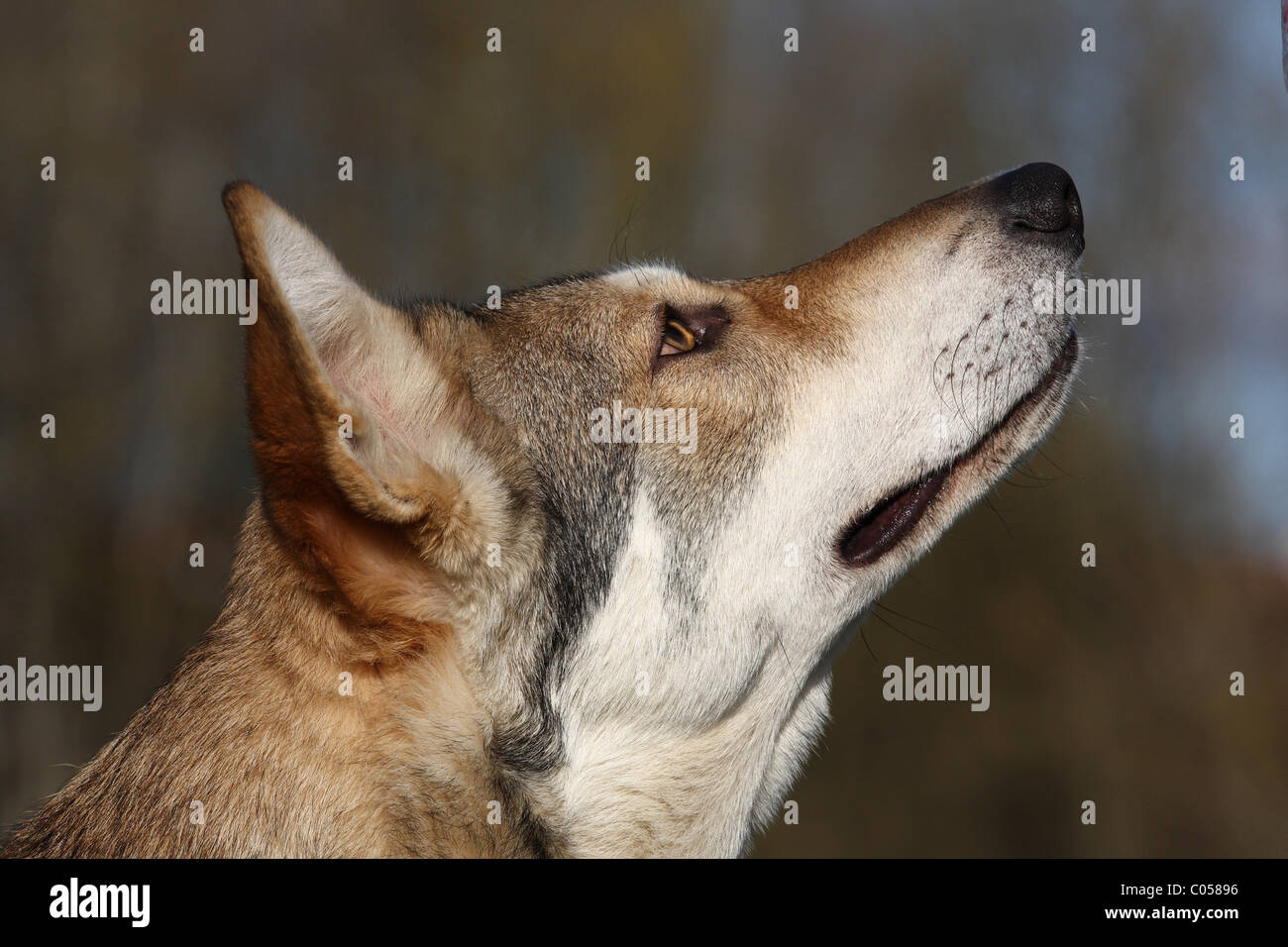 Saarloos wolfhound hi-res stock photography and images - Alamy