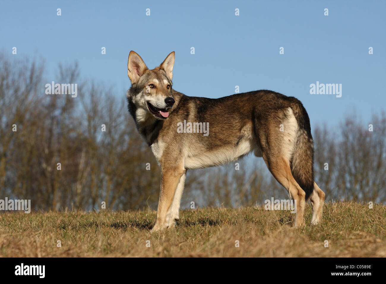 Saarloos wolfhounds hi-res stock photography and images - Alamy