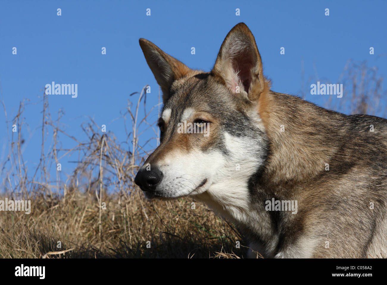 Saarloos wolfhounds hi-res stock photography and images - Alamy