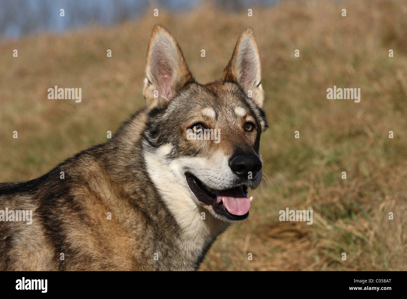 Saarloos wolfhounds hi-res stock photography and images - Alamy