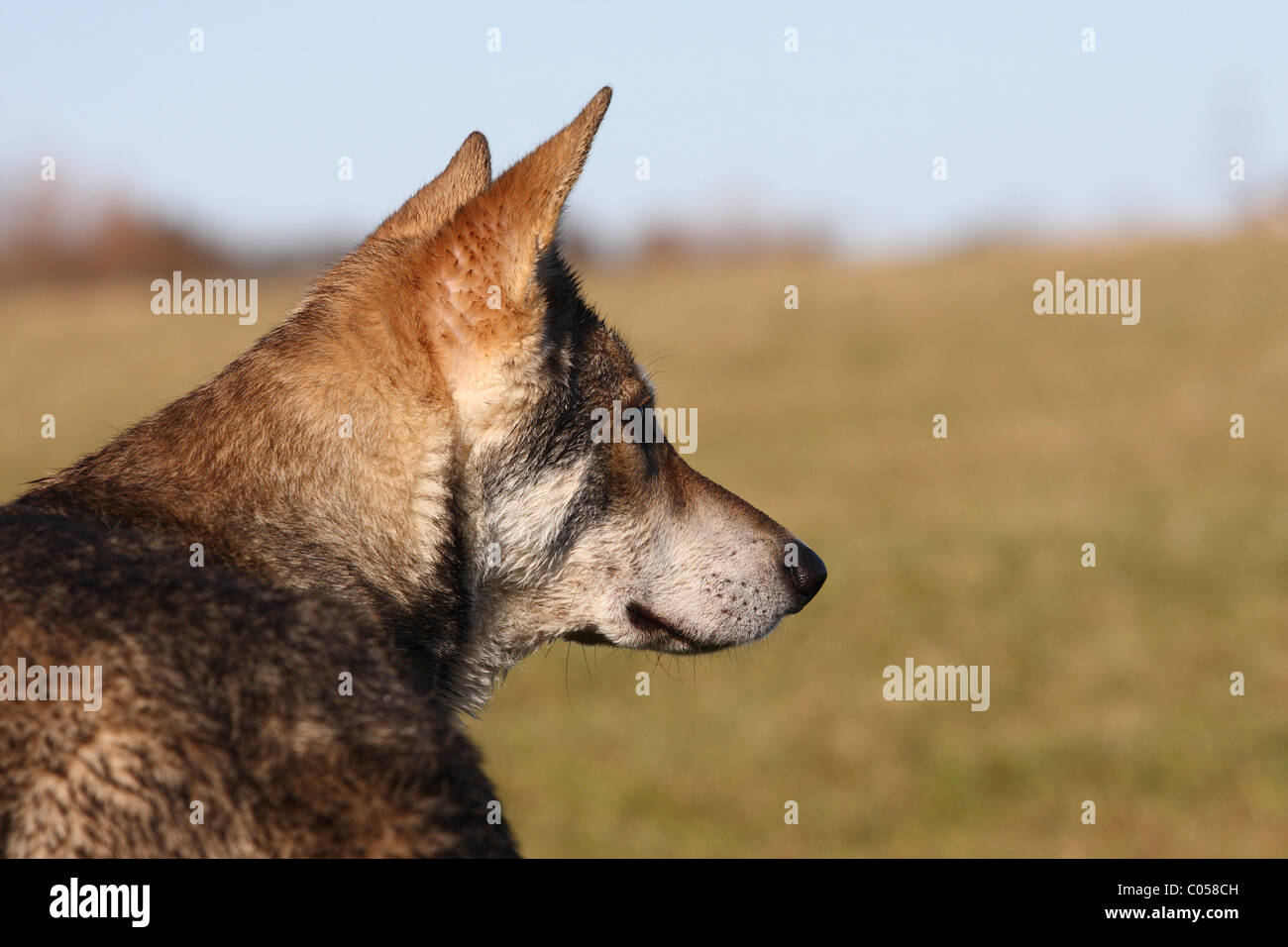 Saarloos wolfhound hi-res stock photography and images - Alamy