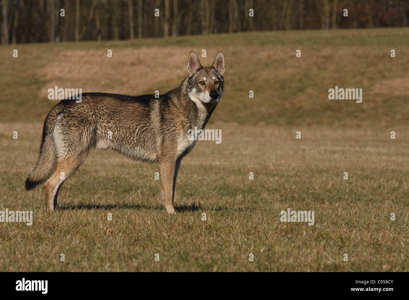 Saarloos wolfhounds hi-res stock photography and images - Alamy