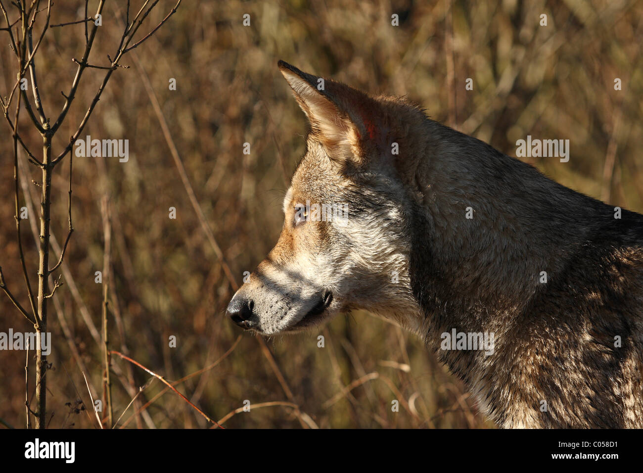 Saarloos wolfhounds hi-res stock photography and images - Alamy
