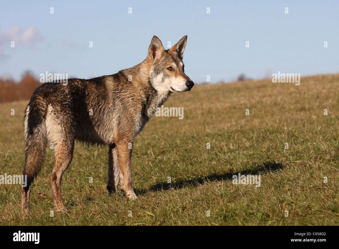 Saarloos wolfhounds hi-res stock photography and images - Alamy