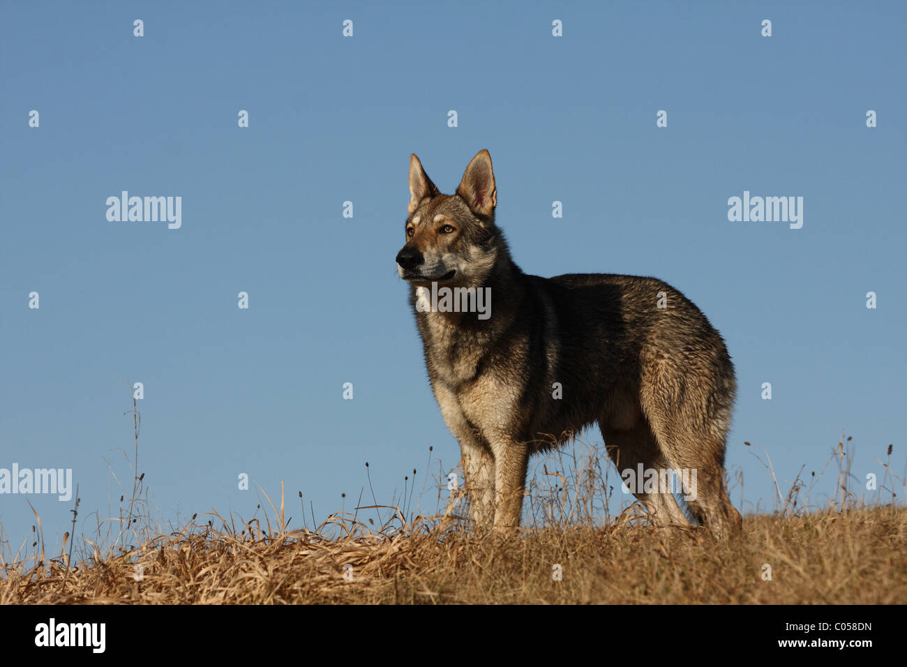 Saarloos wolfhounds hi-res stock photography and images - Alamy