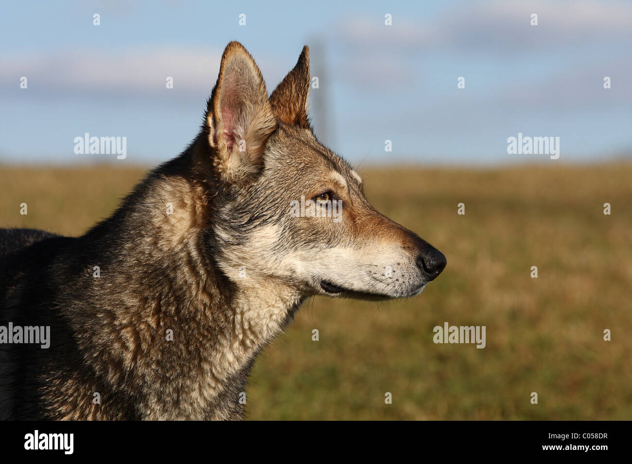 Saarloos wolfhound hi-res stock photography and images - Alamy