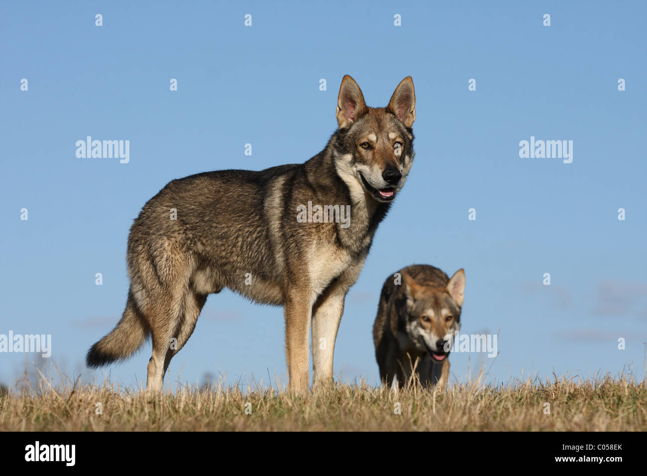 Saarloos wolfhounds hi-res stock photography and images - Alamy