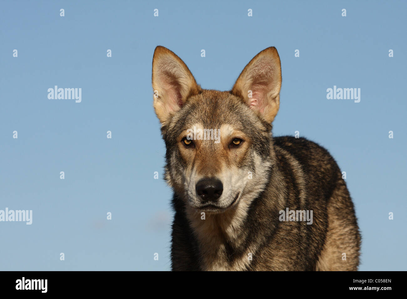 Saarloos wolfhounds hi-res stock photography and images - Alamy