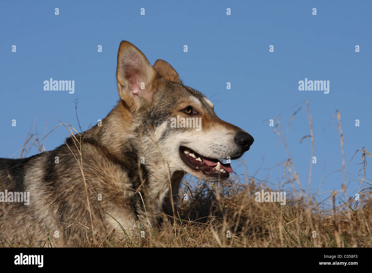 Saarloos wolfhounds hi-res stock photography and images - Alamy