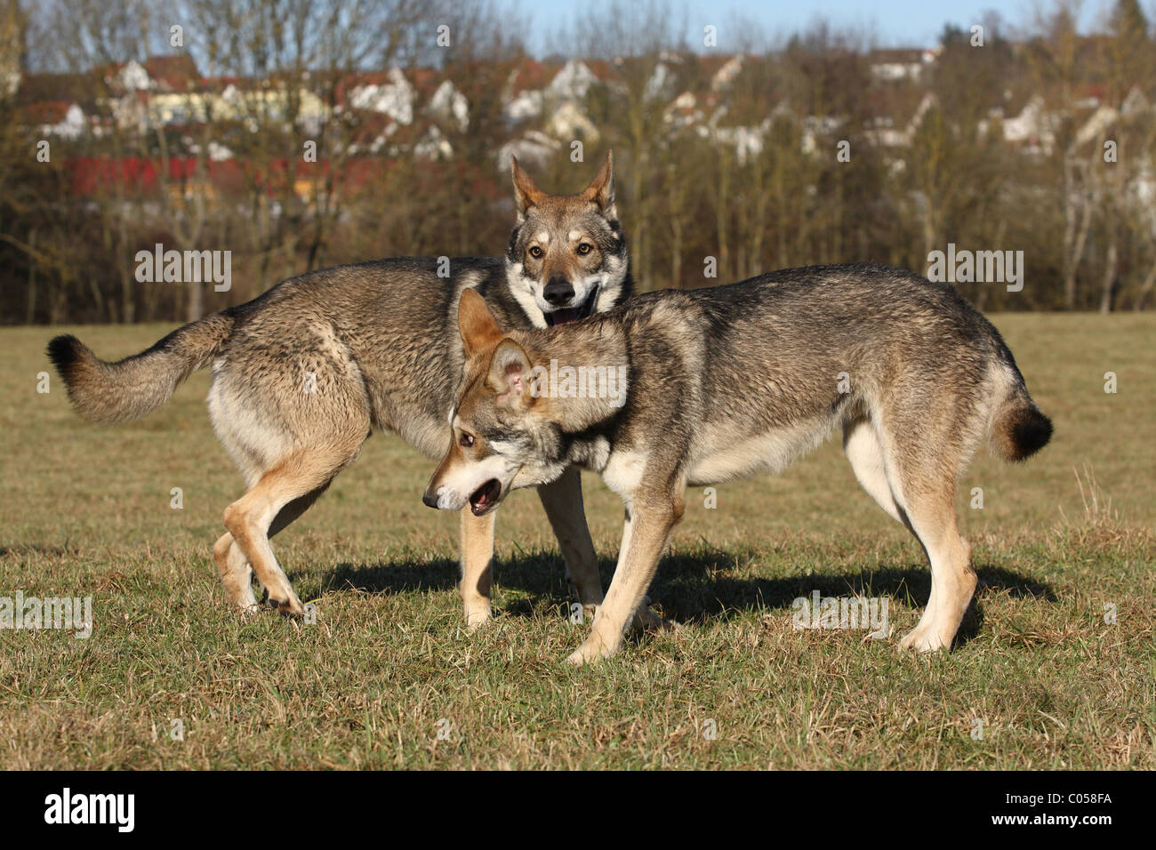 Saarloos wolfhond hi-res stock photography and images - Alamy