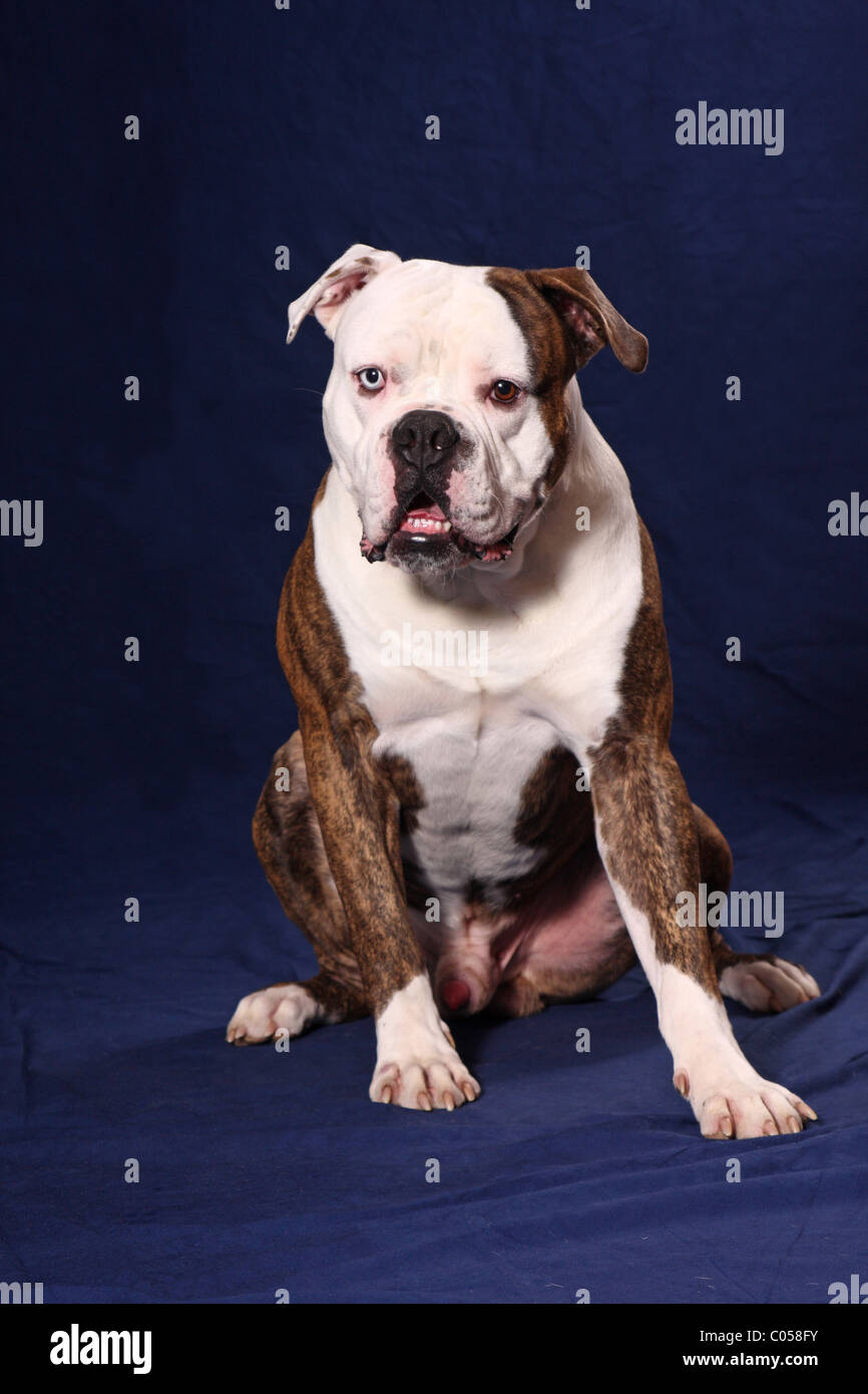 White American Bulldog Sitting High Resolution Stock Photography and ...